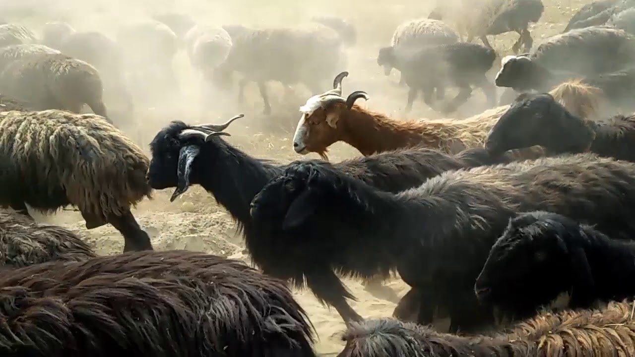 Mountain Goat Migration in Desert Ecosystem / Gilgit Goat 🐐 - YouTube