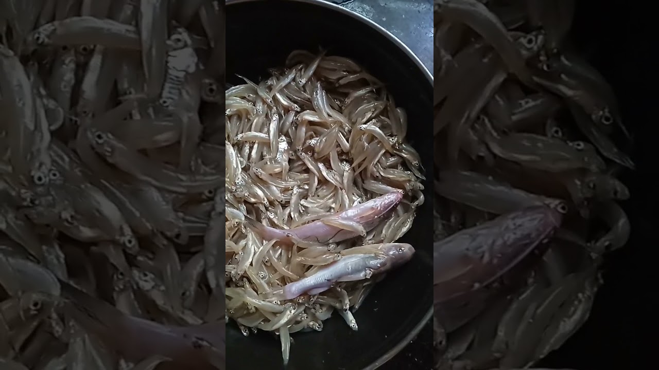 ganga kachki fish #shorts #viral - YouTube