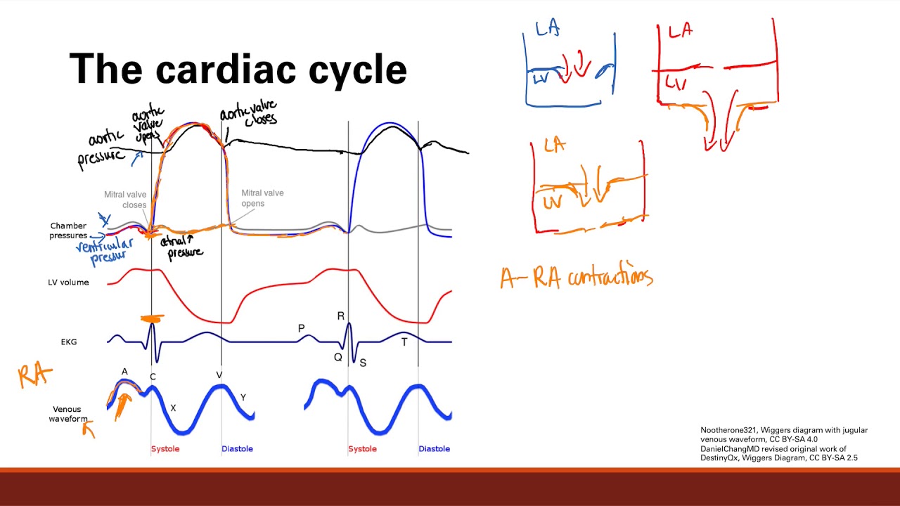 Cardiac Cycle | Cardiovascular system | Step 1 Simplified - YouTube