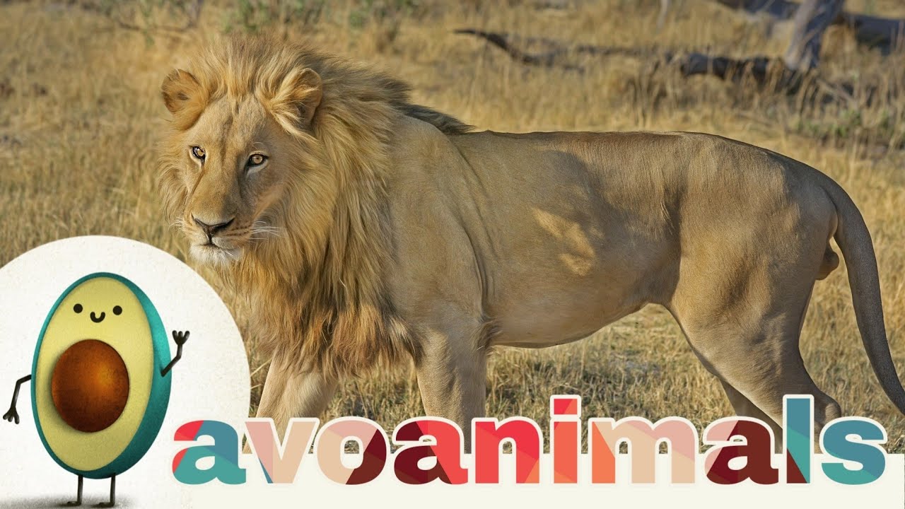 lion's sound, Roar | lion sound for kids - YouTube