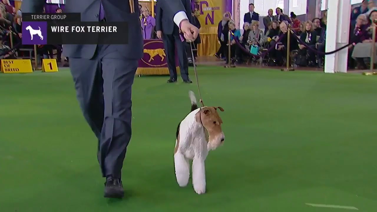 Wire Fox | Breed Judging 2019 - YouTube
