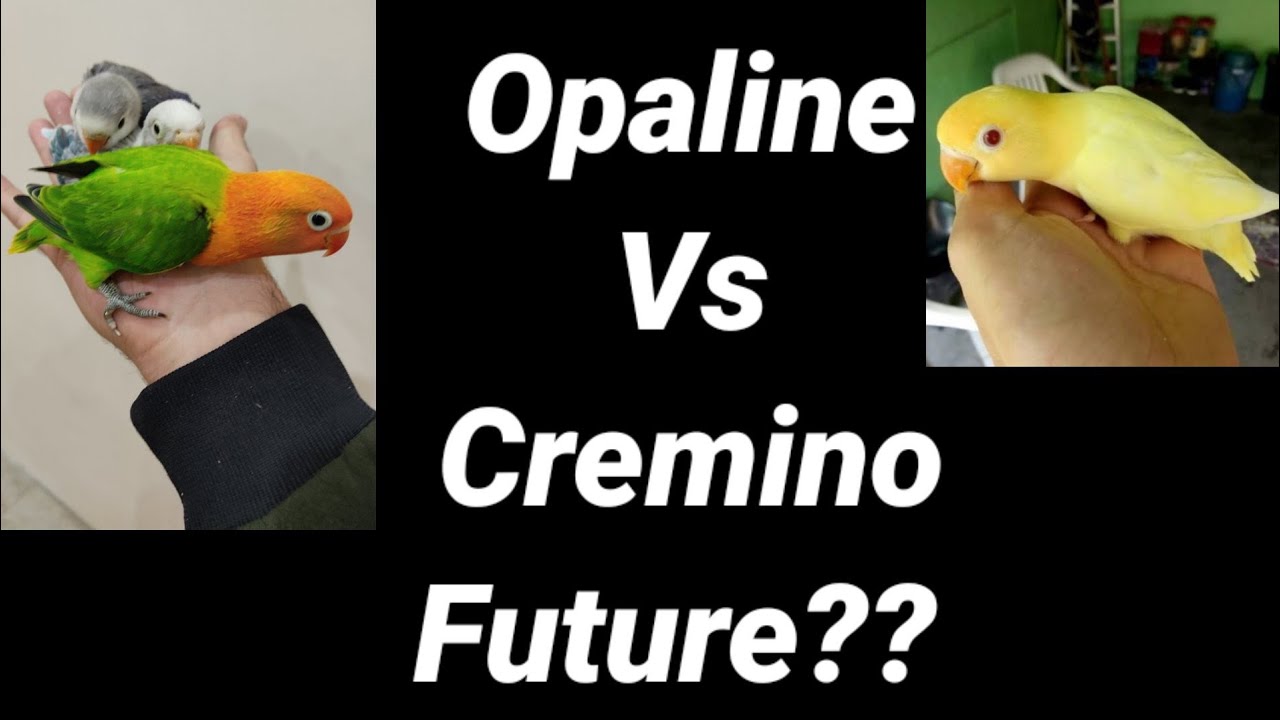 Opaline Vs Cremino future? home breed results. - YouTube