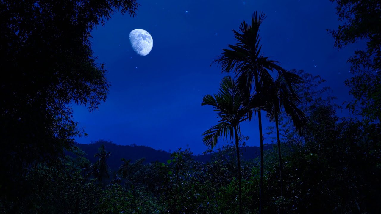 Night Forest Ambience - Crickets and Insects - 10 Hours of 100% Relax ...