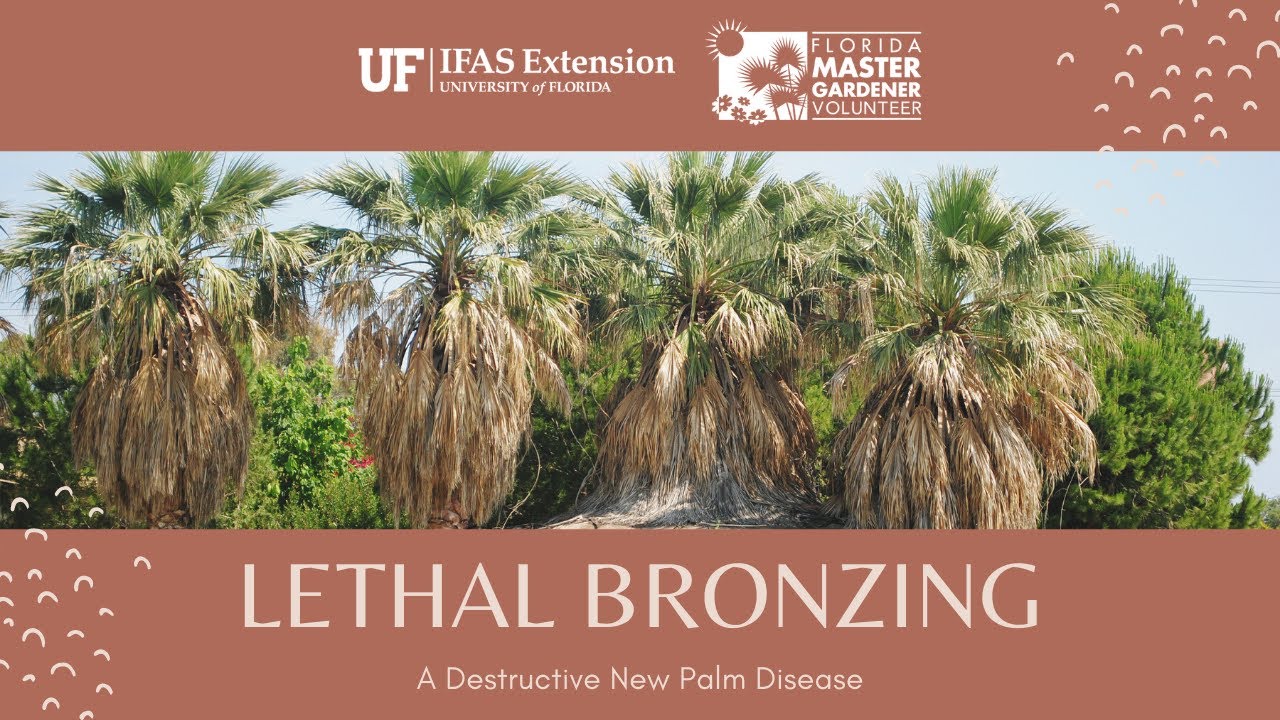 Lethal Bronzing - YouTube