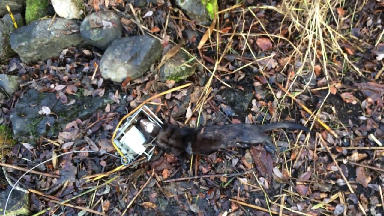 Mink Trapping - YouTube