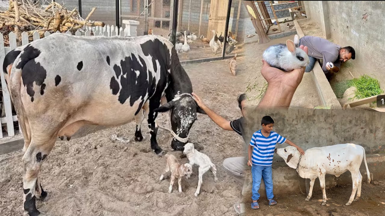 New Cow Zoo Main A Gyi🥰 - YouTube