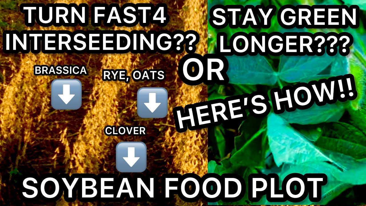 SOYBEAN FOOD PLOT...HOW TO MAKE THEM MATURE EARLY, FOR INTERSEEDING ...