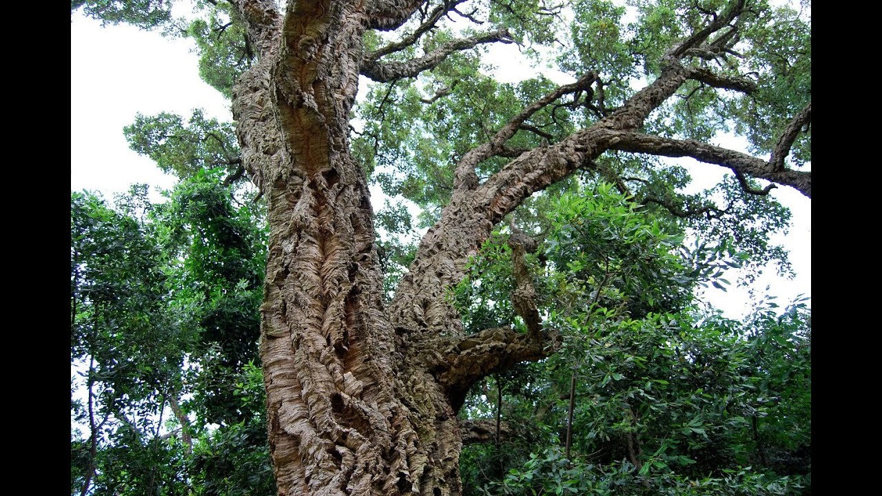 Stonek 1 - funkce a typy - YouTube