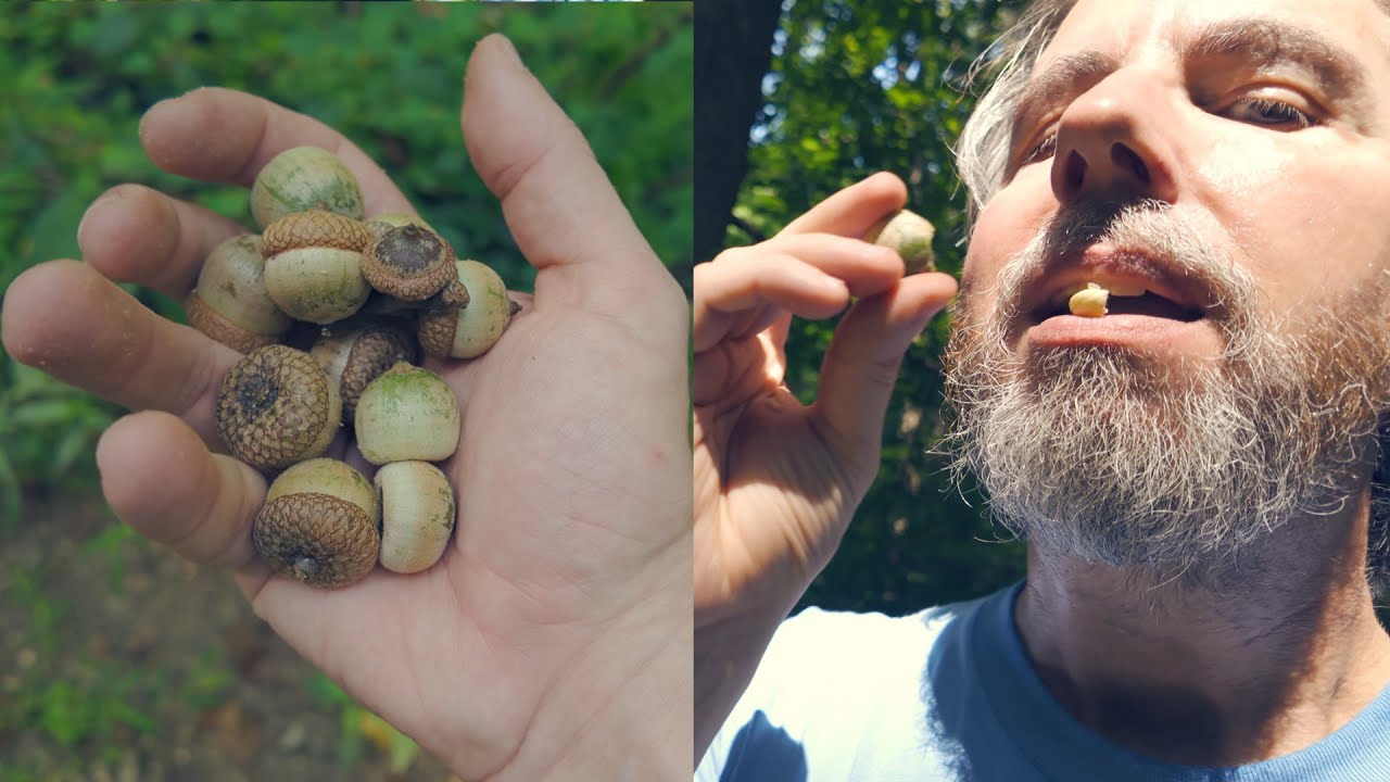 Gathering Acorns & Eating 1 Raw for the First Time (ASMR) - YouTube