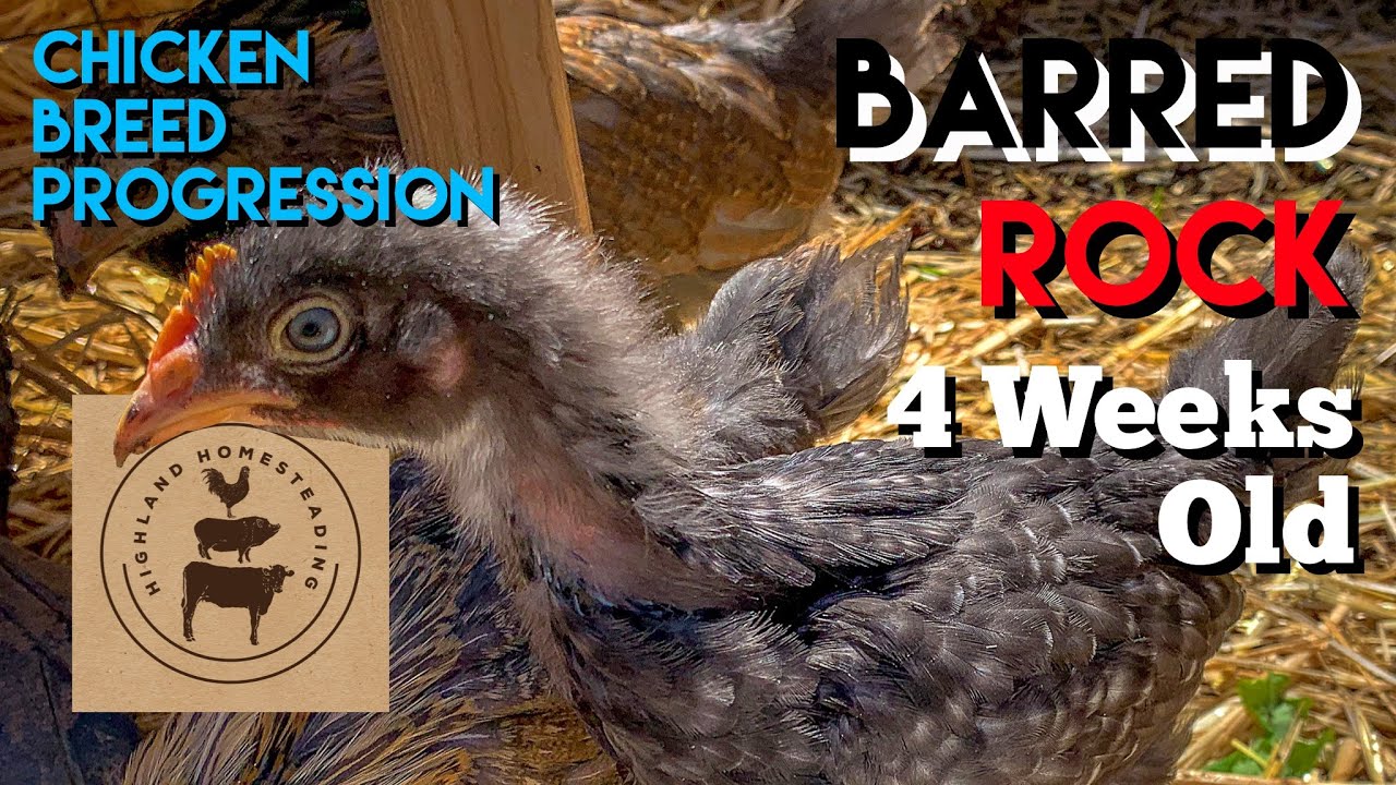 Barred Rock: Chicken Breed Progression of Chick to Adult - 4-weeks old ...