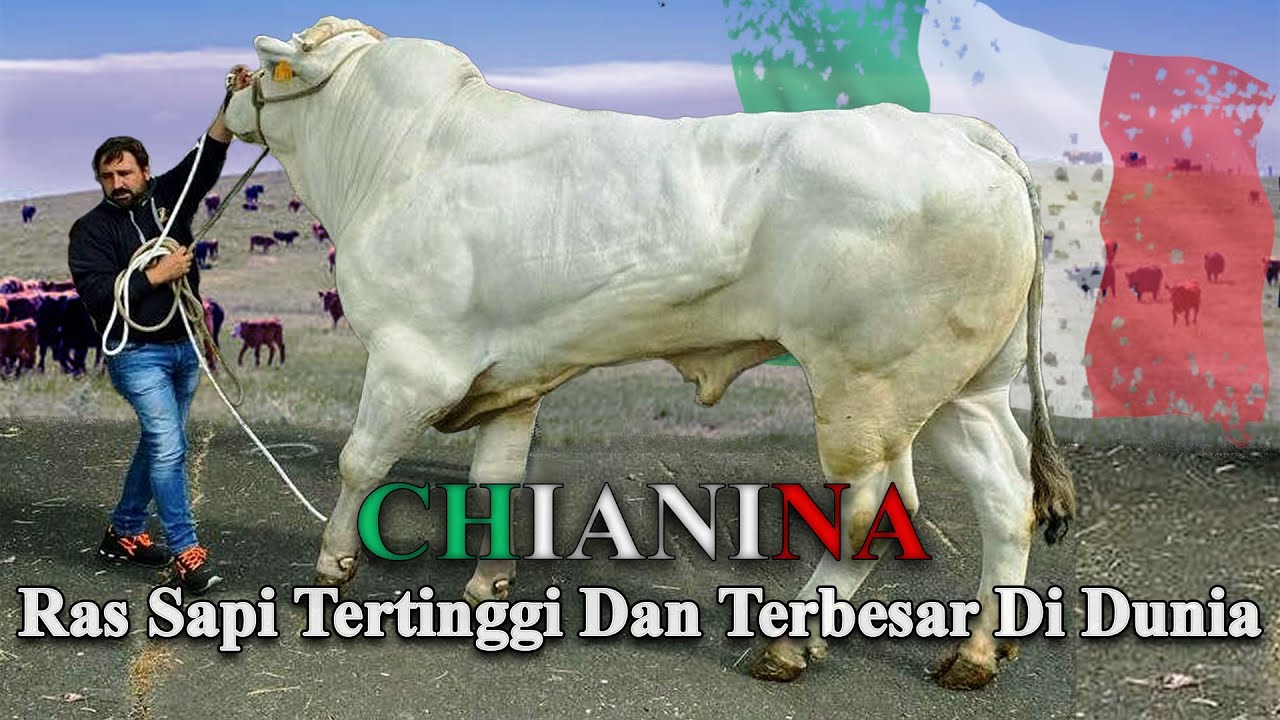 CHIANINA RAS SAPI TERTINGGI & TERBESAR DI DUNIA /DAGING BERKUALITAS TINGGI DAN HARGANYA SANGAT ...
