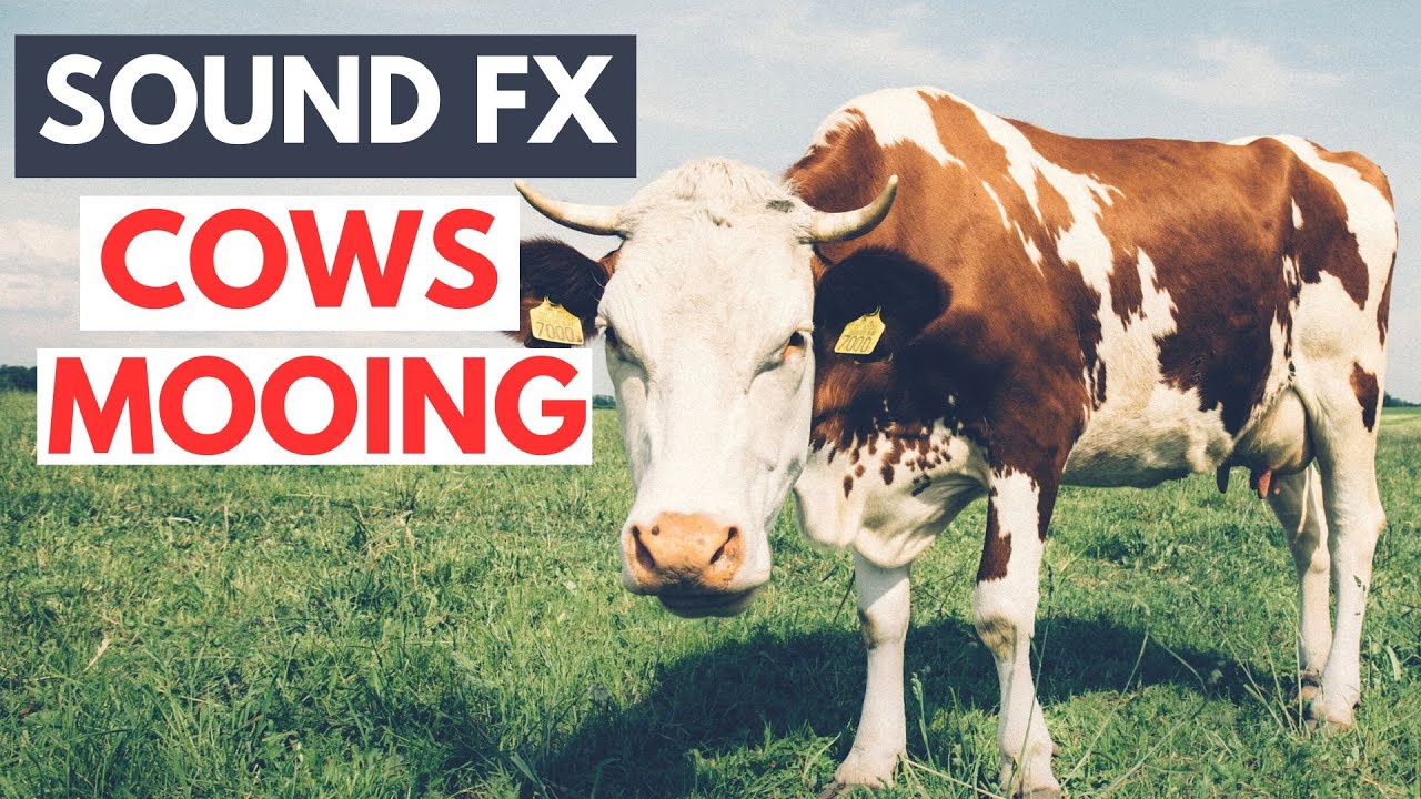 Sound Effect Cow - YouTube