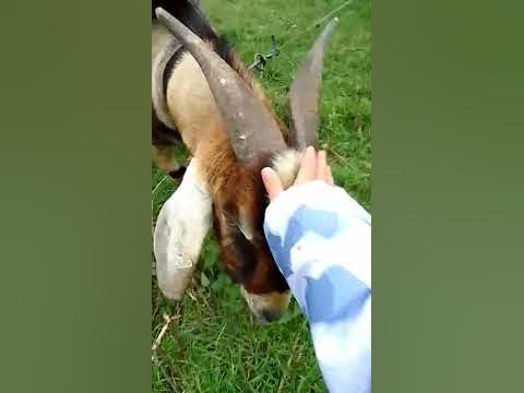 козел)) - YouTube