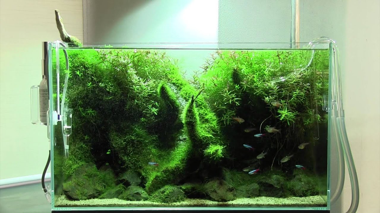 [ADA view 440] Follow-up video of NA Gallery aquariums. - YouTube