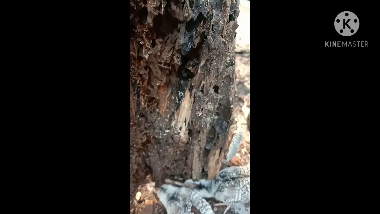 Wow cute 🥰 chicks eating terminator insects ( karaiyaan in tamil) - YouTube