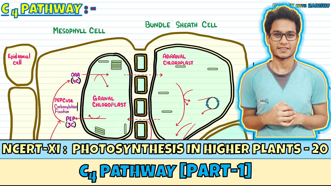 Photosynthesis in Higher Plants| Lec 20- C4 Pathway [Part-1]| Class 11 ...