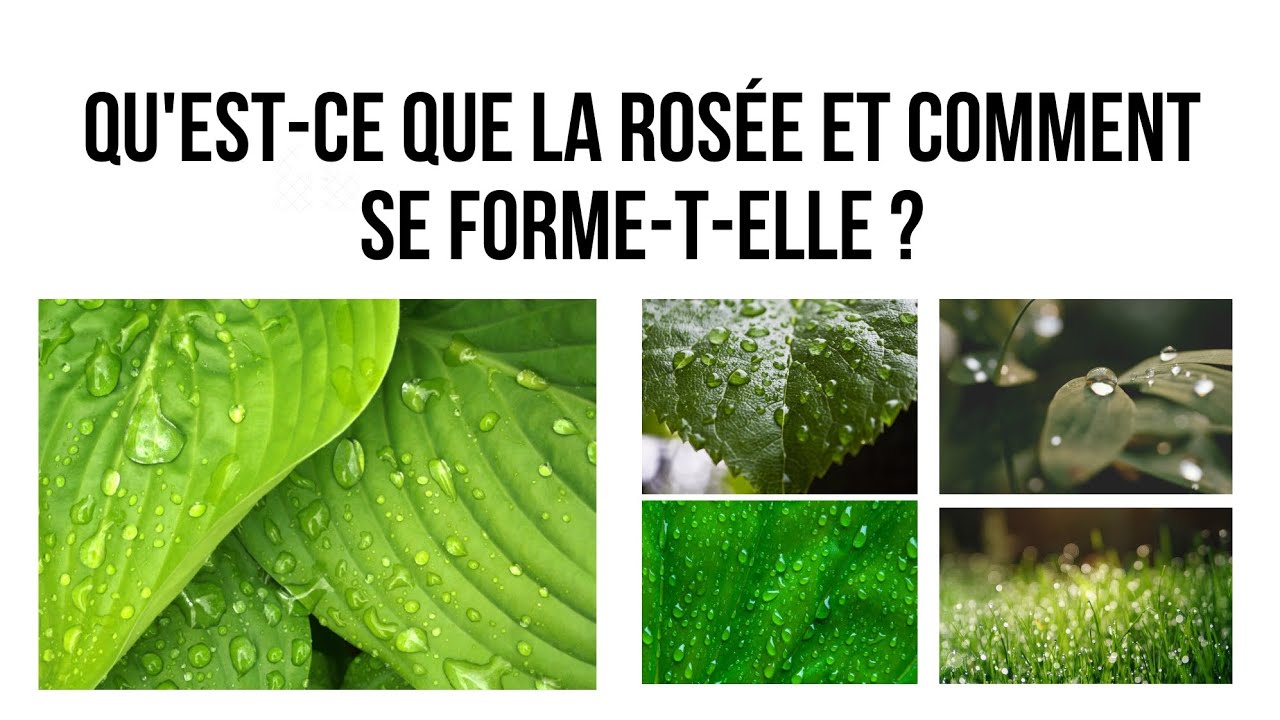Qu'est-ce que la #rosée et comment se forme-t-elle ? - YouTube