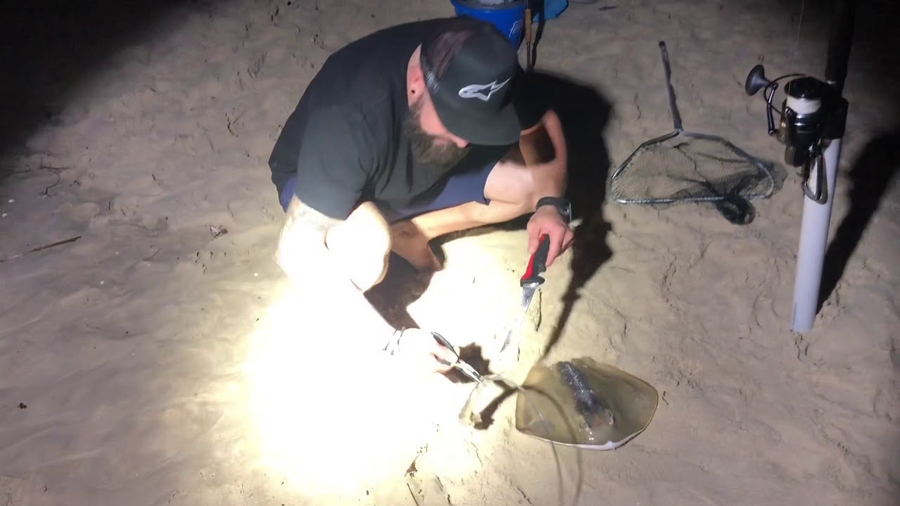 Sting Ray Barb explained | ON2REELS - YouTube