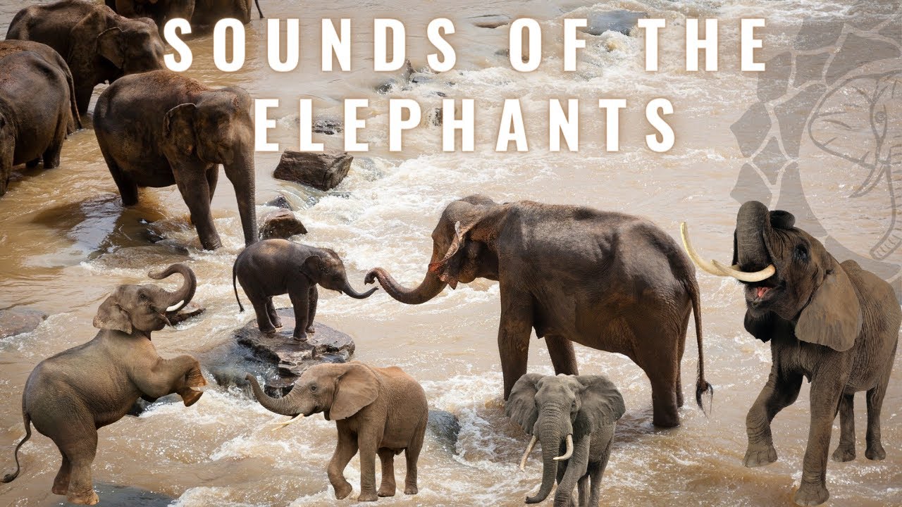 Sounds of The Elephants with Soft Melody Background. Escape the ...