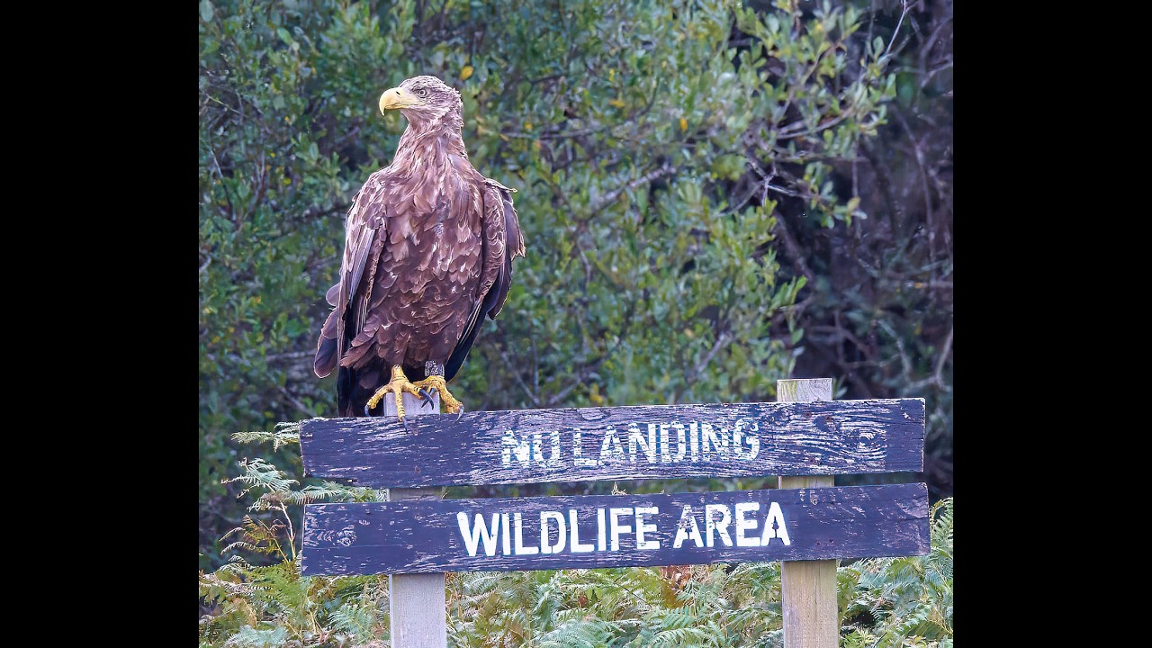White-Tailed Sea Eagle RSPB Arne 20/08/2024 - YouTube