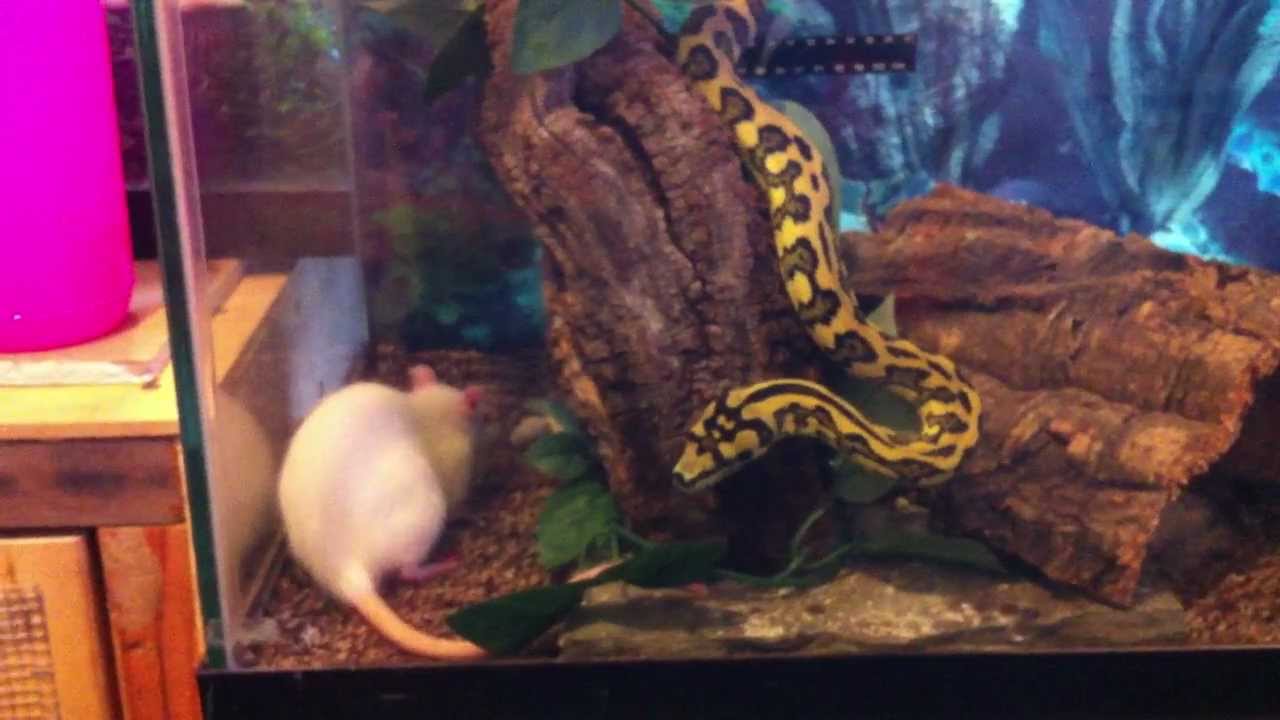 Jaguar Carpet Python Wraps Medium Rat - YouTube