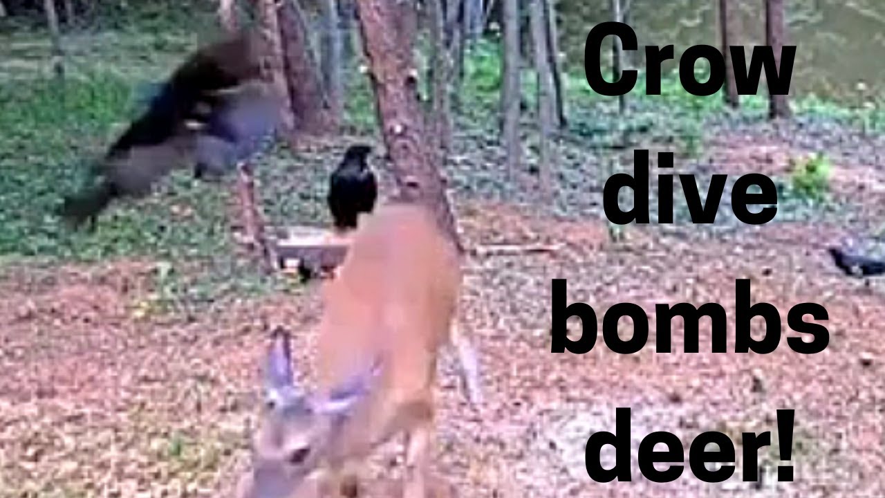 Crow dive bombs a Deer - YouTube