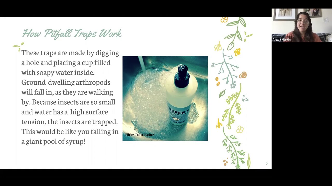 Insect Project - Part 7 - Pitfall Traps - YouTube