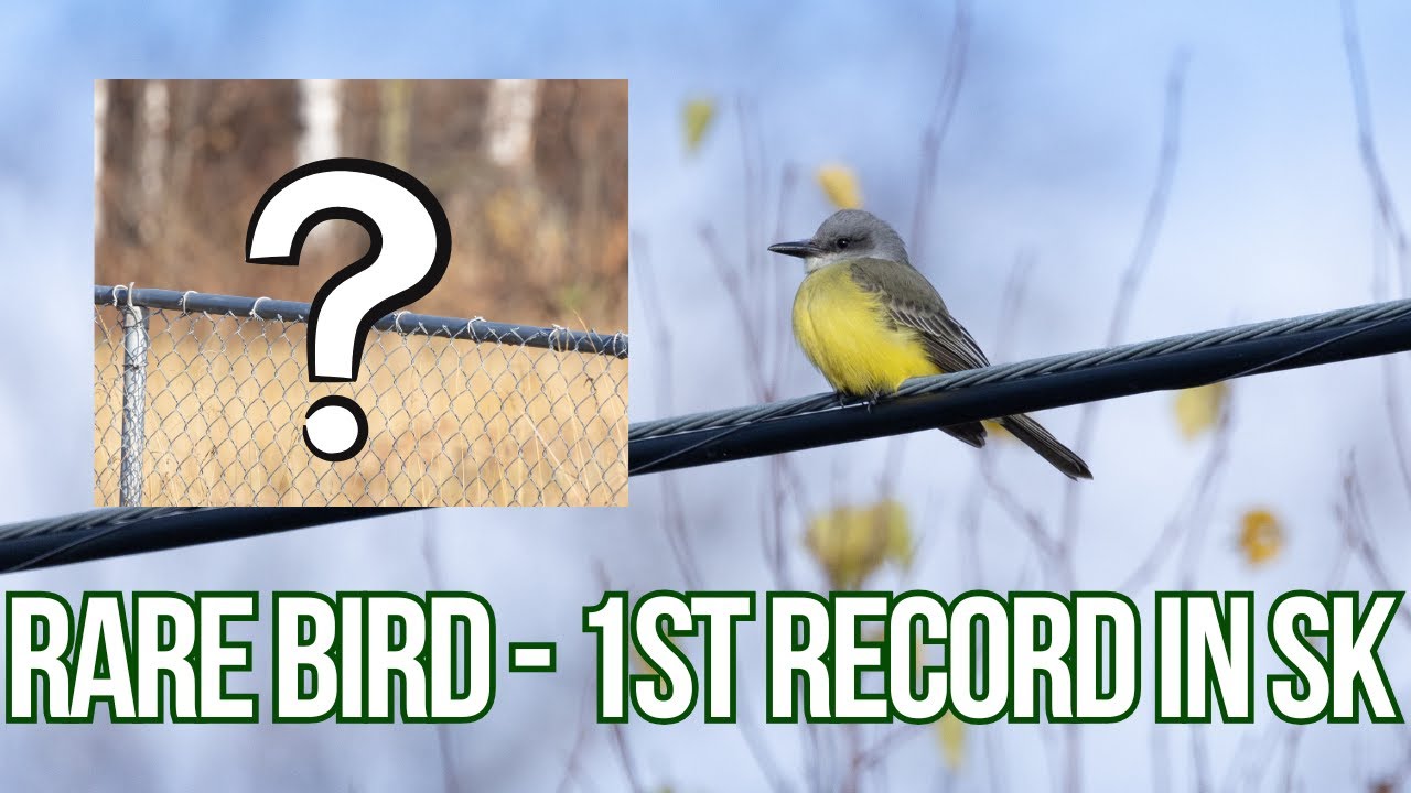 I found 2 Rare Birds in 24 Hours!! | Rare Birding Bonanza! - YouTube