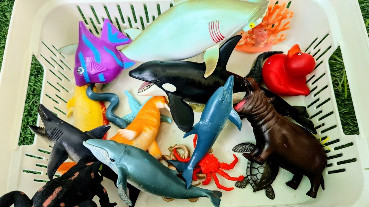 Meet the Amazing Sea Animals – Fun and Easy Learning for Kids - YouTube