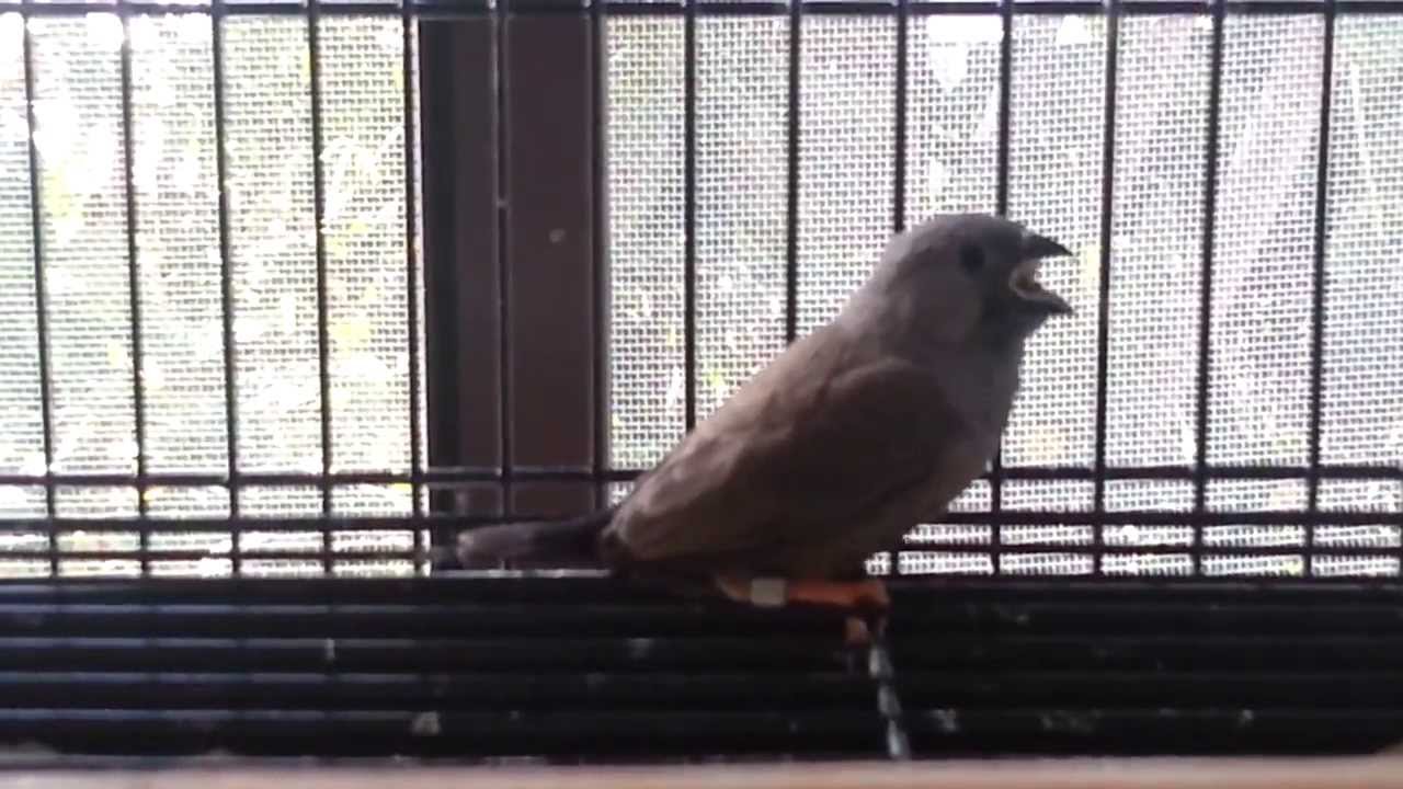 First Zebra Finch fledgling! - YouTube