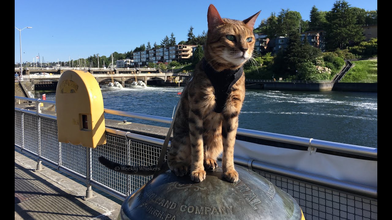 Bengal Cat Plays at Famous Seattle Landmark, Ballard Locks - YouTube