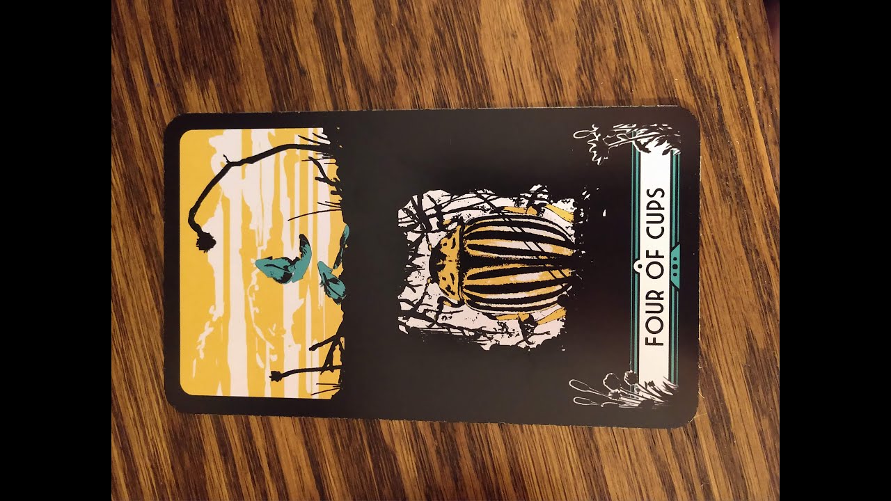 Daily Tarot - Insect Tarot - Four of Cups - YouTube
