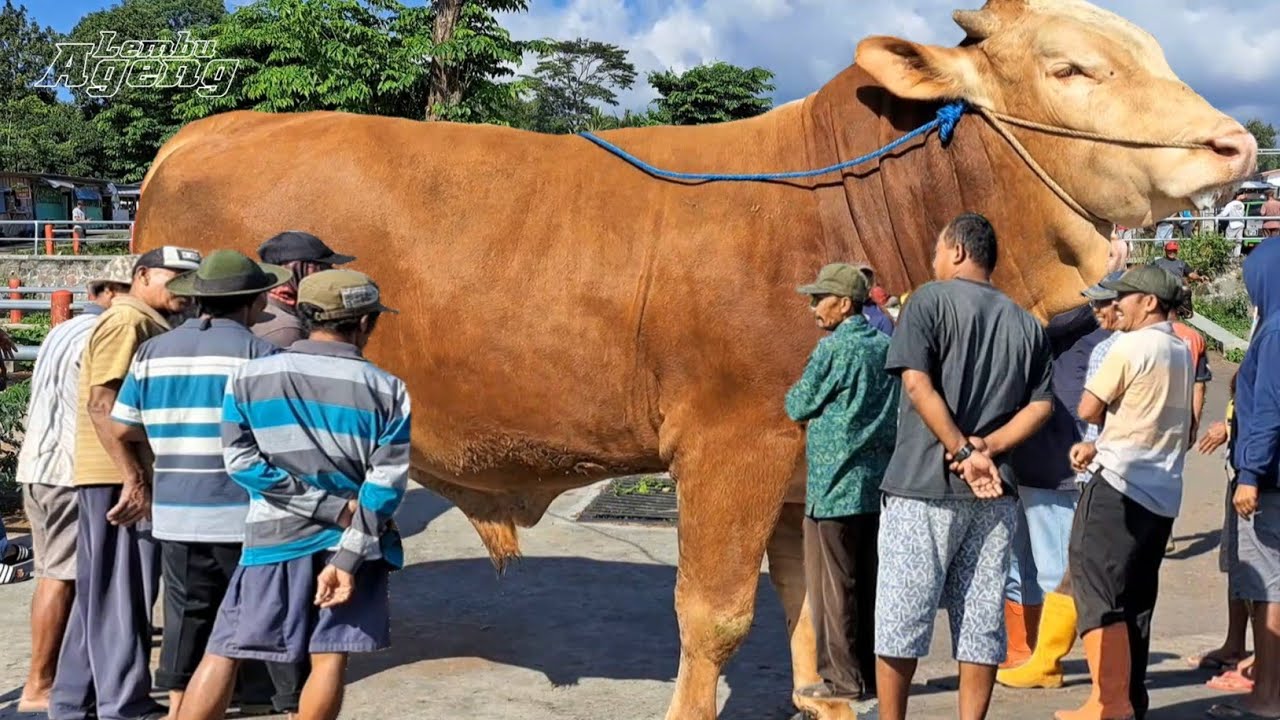 SAPI SUPER JUMBO DATANG PALING PAGI LANGSUNG LAKU - YouTube