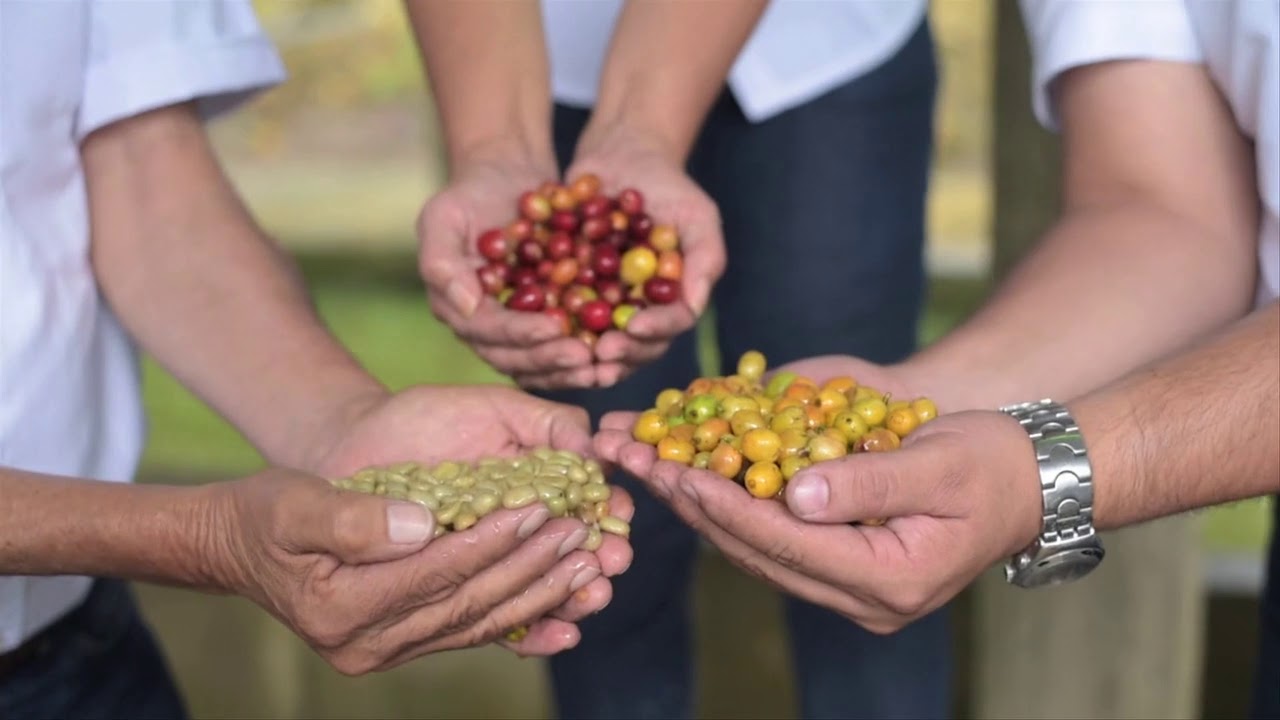 Video Comercial Flor de Arauca y San Salvador - YouTube