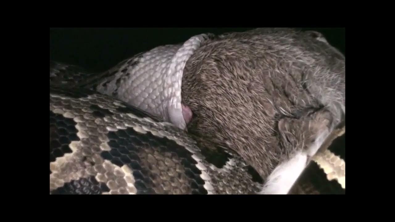 Python Vore - Snake Swallows Rabbit - YouTube