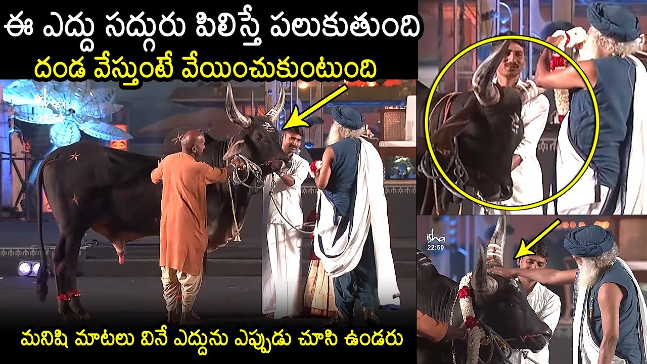 The Iconic Bull At Isha - Sadhguru Mahashivratri 2023 Celebrations ...