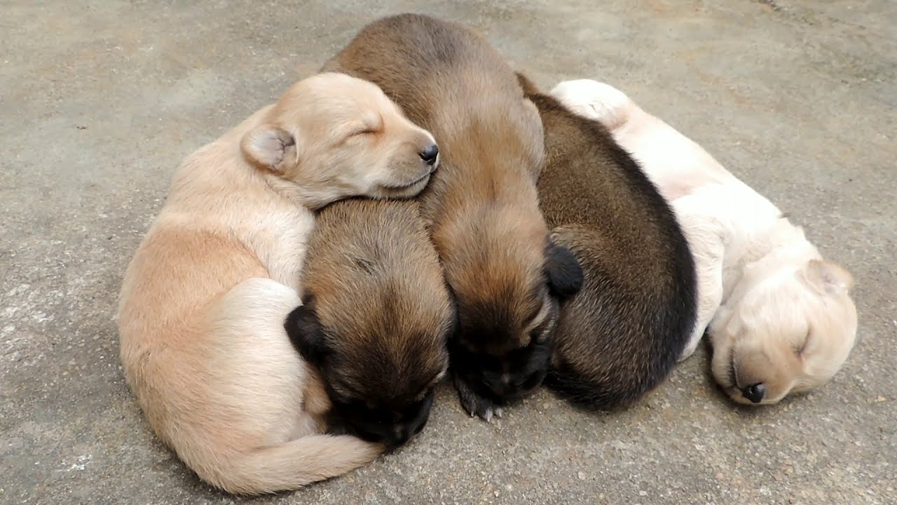 Newborn puppies | Cute puppies cuddle, Drink milk, Crawl | First week ...