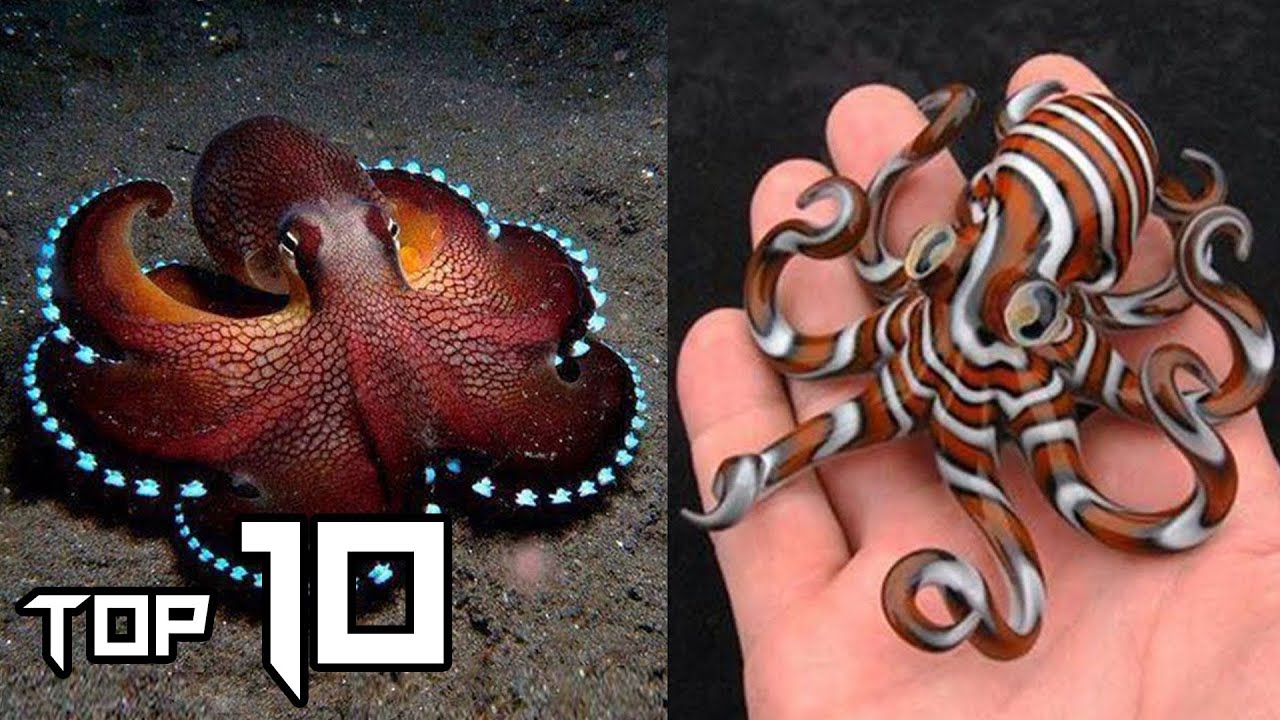 Top 10 Most BEAUTIFUL Octopuses That Adorn Our Planet | Things Around ...