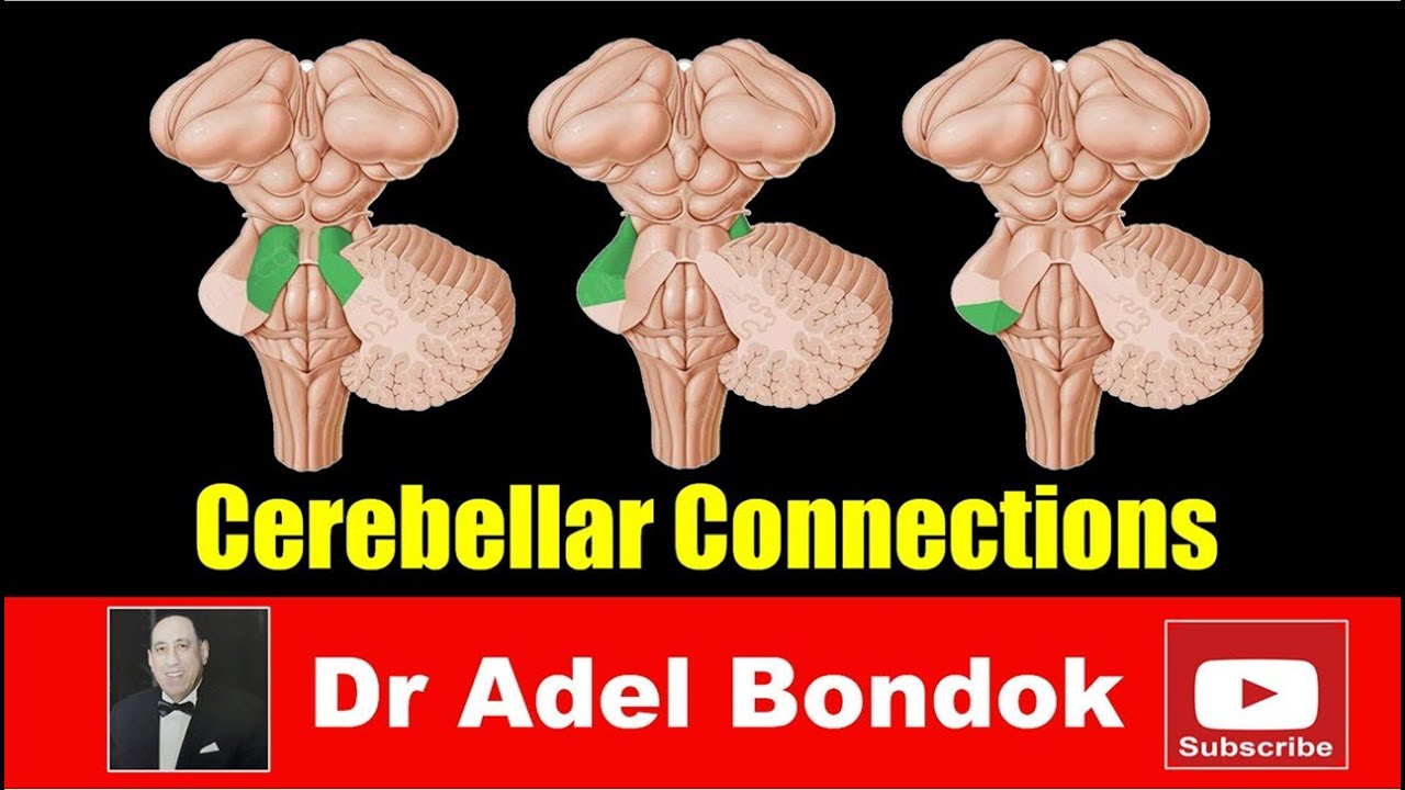Cerebellar Connections and Control of Movement, Dr Adel Bondok - YouTube