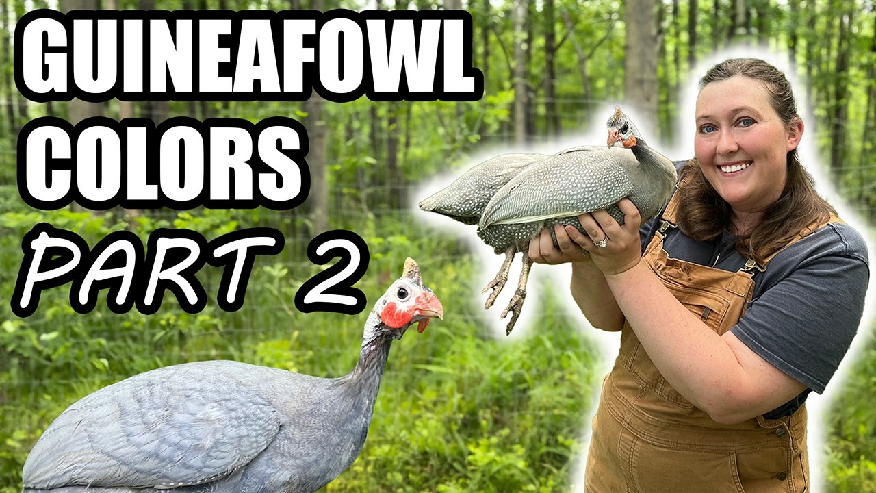 Guineafowl Color Genetics - Part 2 Lavender Group - YouTube