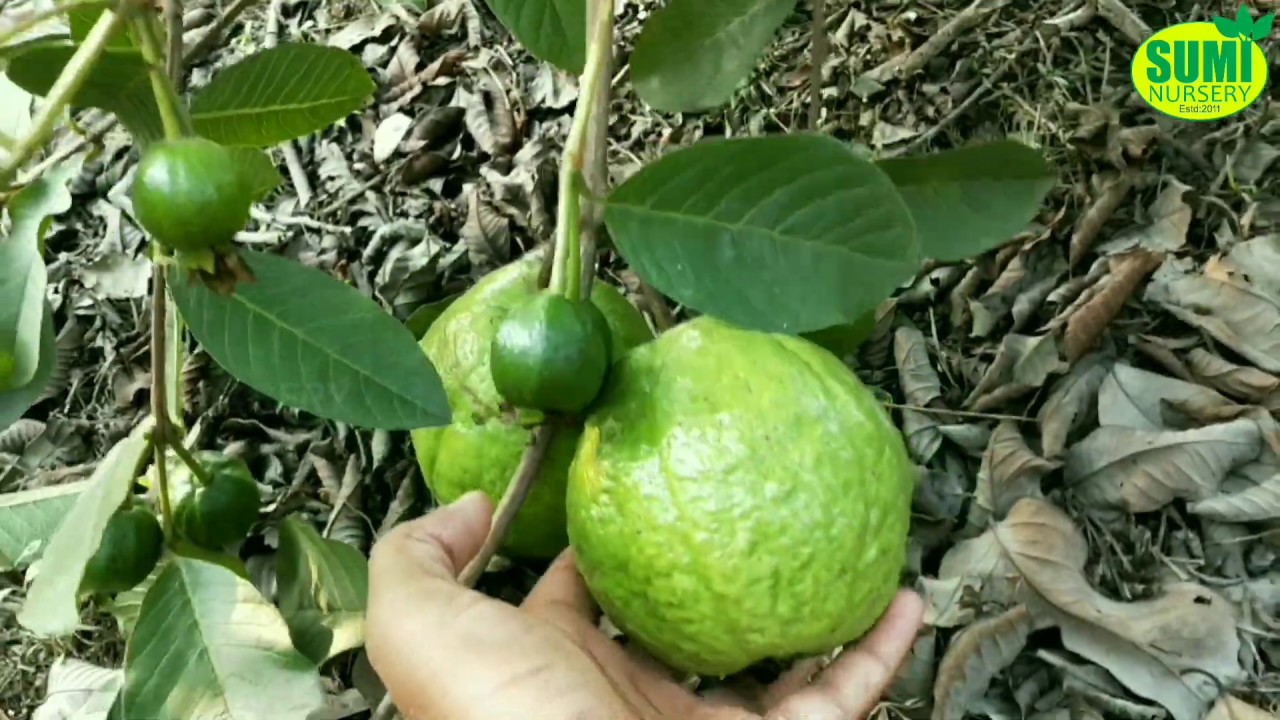 Thai 5 (five) Guava ,Thai Super kiran Guava Farming Details ; call ...