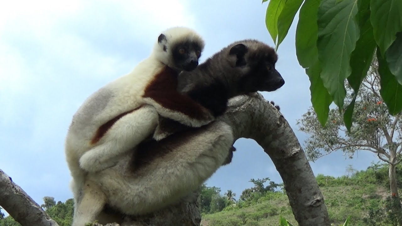 Madagascar 2022 - Jeep after the island Nosy Be - YouTube
