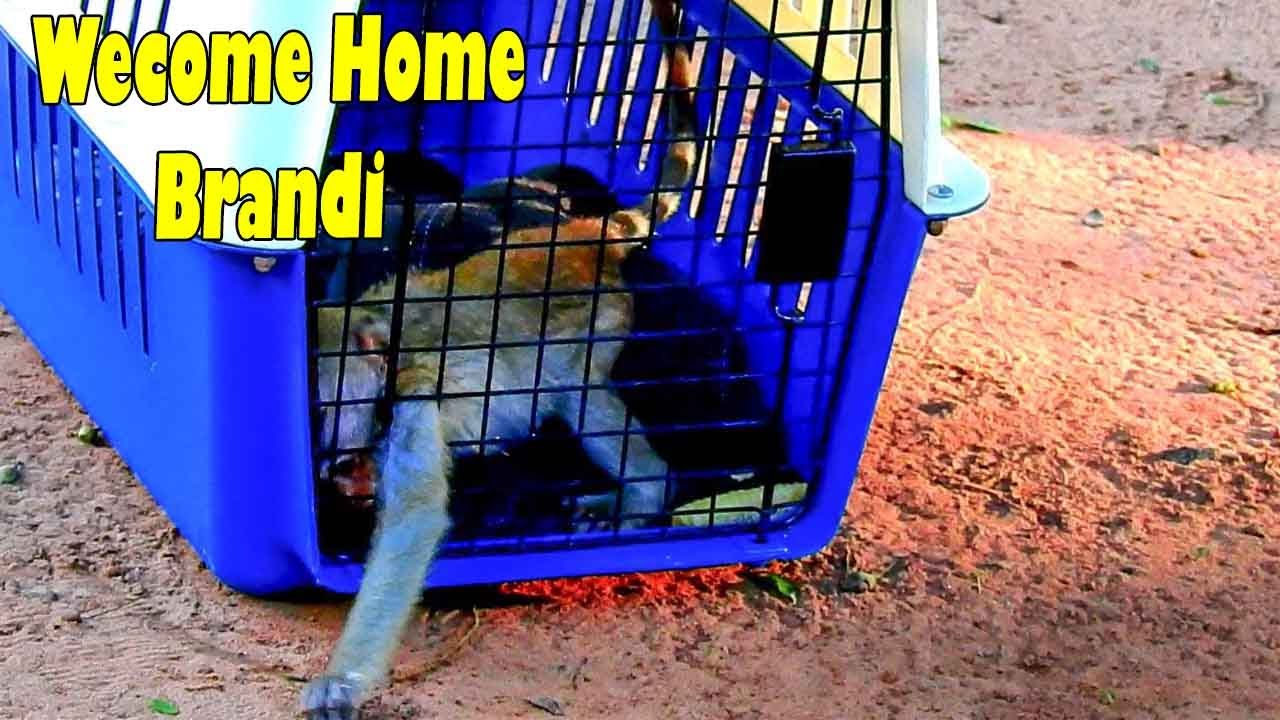 Welcome Back Home Brandi! Finally NGO Returned Baby Monkey Brandi To M ...