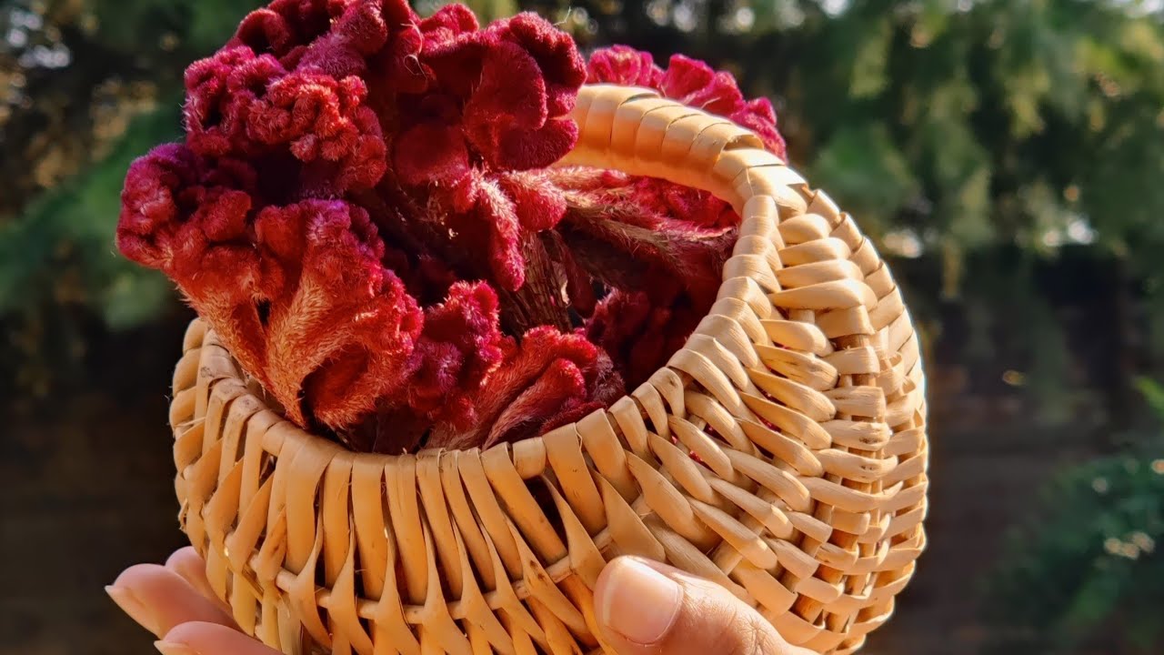 Mawal (Cockscomb flower) extract! - YouTube