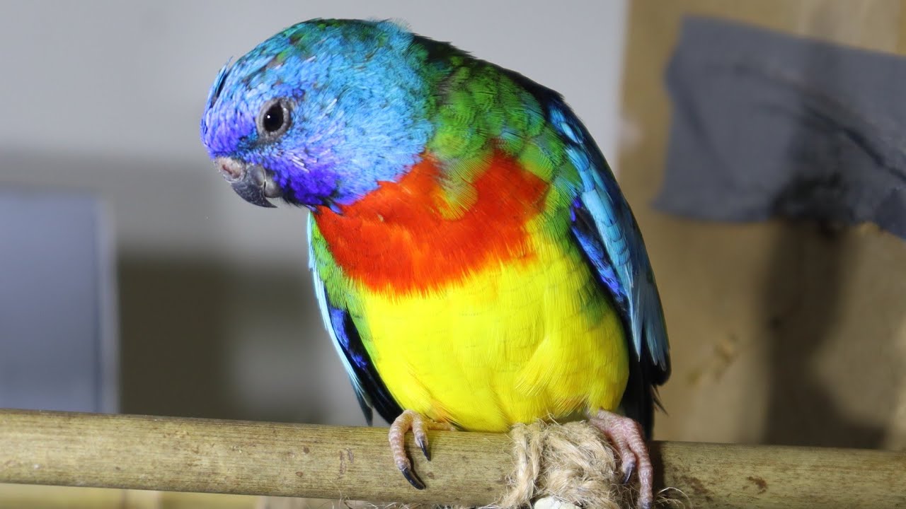 Rare birds and parrots farm in America - YouTube