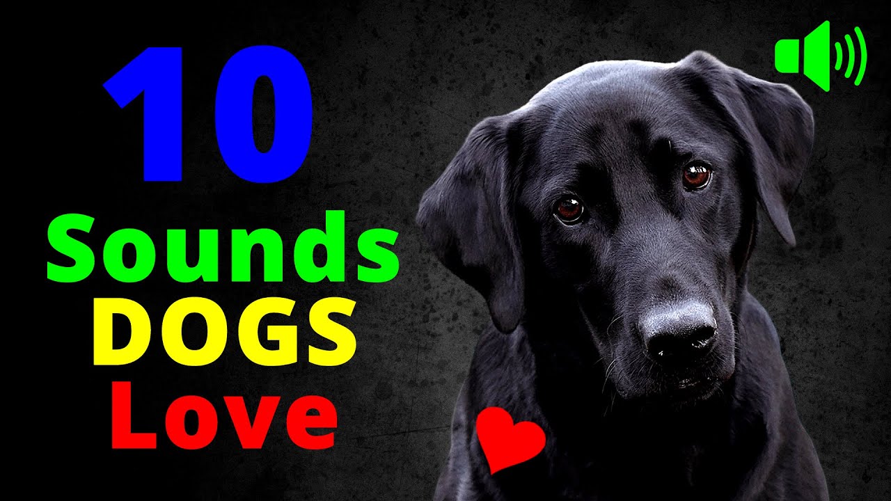 10 Sounds That Dogs LOVE To Hear the Most 🐶 - YouTube