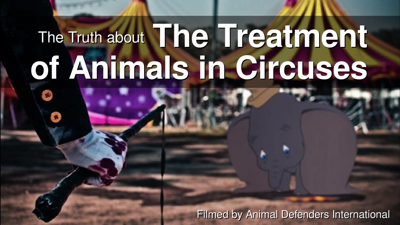 The Truth about the Treatment of Animals in Circuses - YouTube