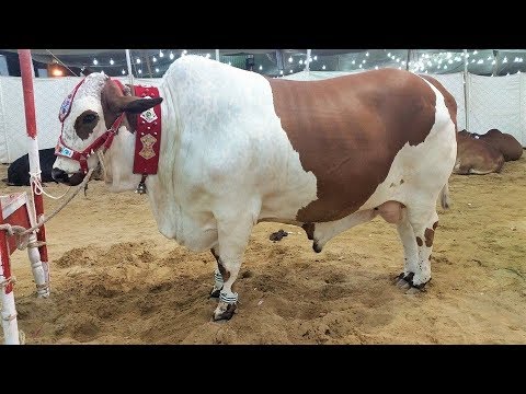 AAA CATTLE FARM'S BEAUTIFUL ABLAK BULL IN COW MANDI - YouTube