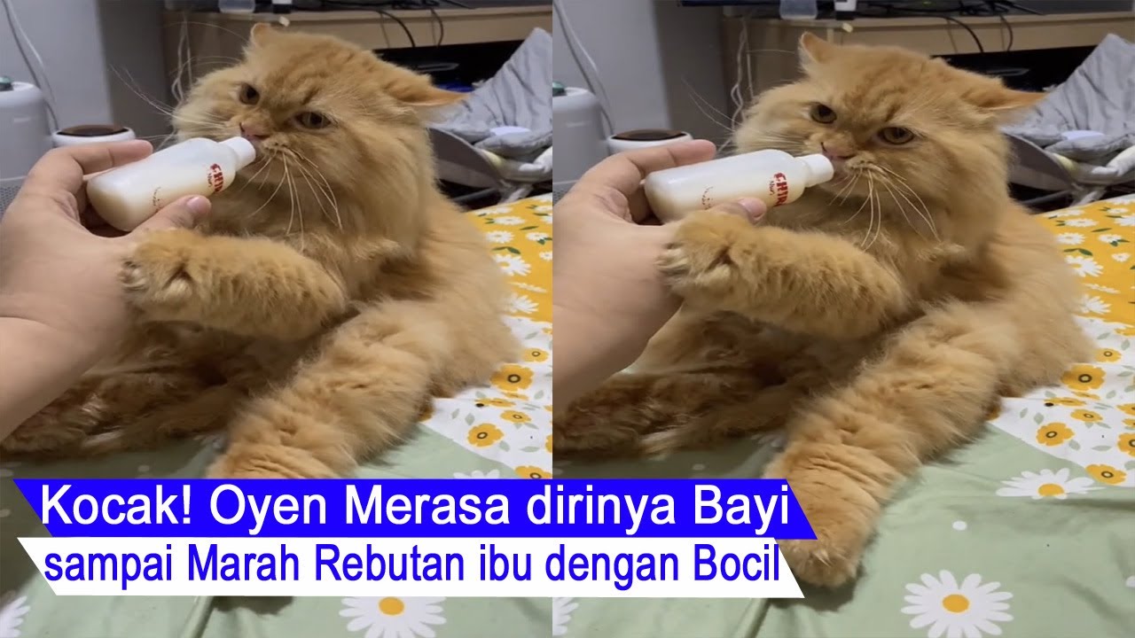 TAHAN TAWA! kucing bisa Teriak Mirip Bayi sampai Rebutan Emak dengan ...