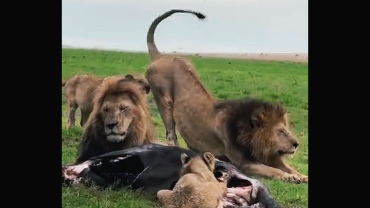 Oloshipa & Oloimina | Black Rock Male Lions on Kill with Pride ...